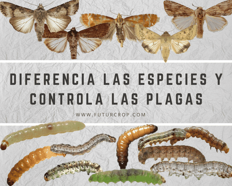 La identificación de larvas de lepidópteros de importancia agrícola ...