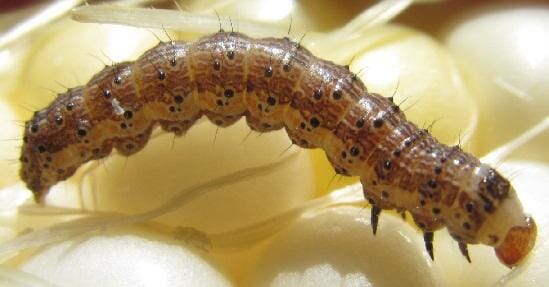 Control de plagas en sus estados inmaduros - FuturCrop