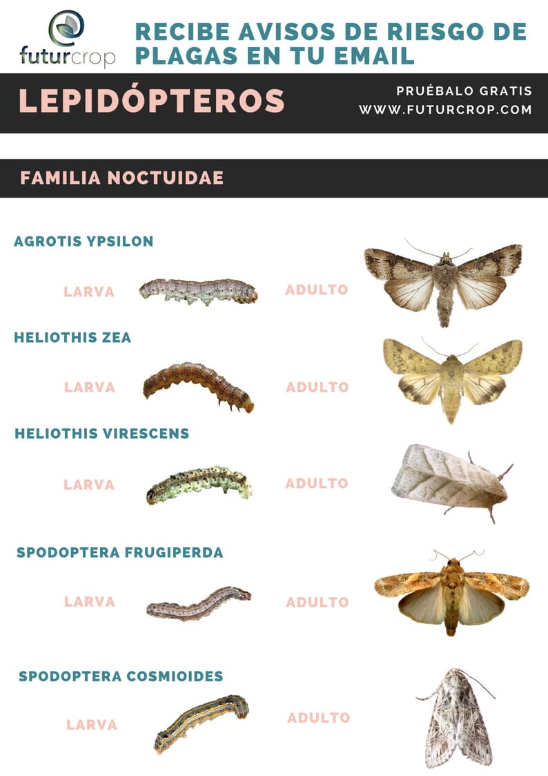 La identificación de larvas de lepidópteros de importancia agrícola ...